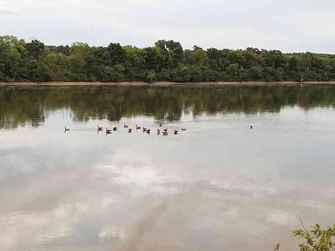 Geese gliding across mirror-smooth water like they own the place, which honestly, they kind of do during migration season.