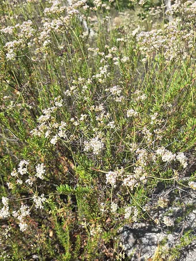 Delicate wildflowers dot the hillside like nature's confetti, celebrating your decision to actually leave the house today.