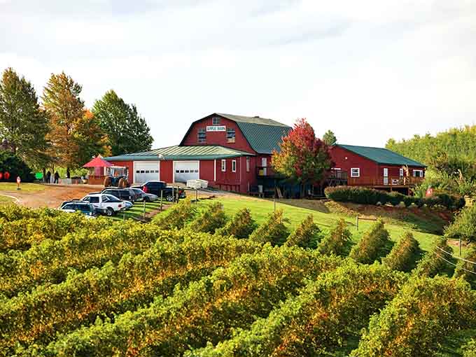 Carter Mountain Orchard in full autumn glory, where the apples are fresh, the views are stunning, and the cider is calling your name.