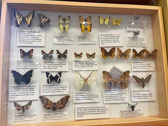 These preserved butterflies and moths display nature's artistry in a rainbow of delicate wings and patterns.