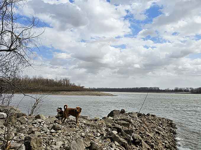 Dogs exploring the shoreline like they've just discovered their own personal paradise, which they kind of have.