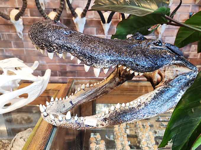 Nothing says conversation starter quite like a genuine alligator skull grinning from your bookshelf at dinner guests.