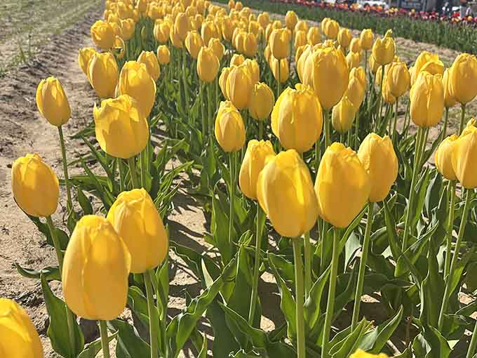 Sunshine-yellow tulips standing at attention like they're auditioning for a butter commercial from the 1950s.