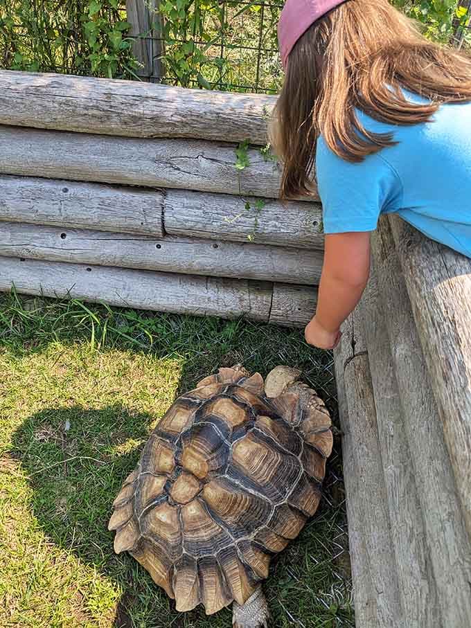 Giant tortoises move at a pace that makes rush hour traffic look like a NASCAR race by comparison.