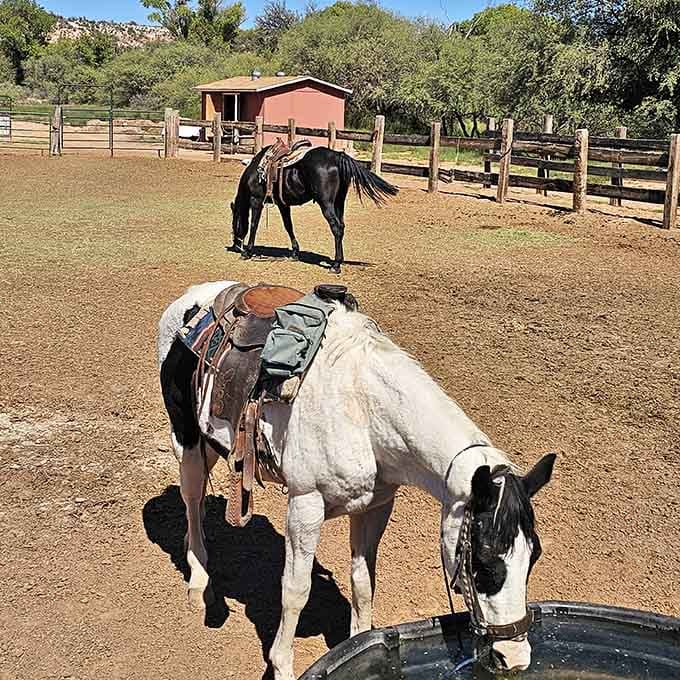 Equestrian facilities let you bring your own horse to Dead Horse Ranch, which feels delightfully ironic and wonderfully welcoming.