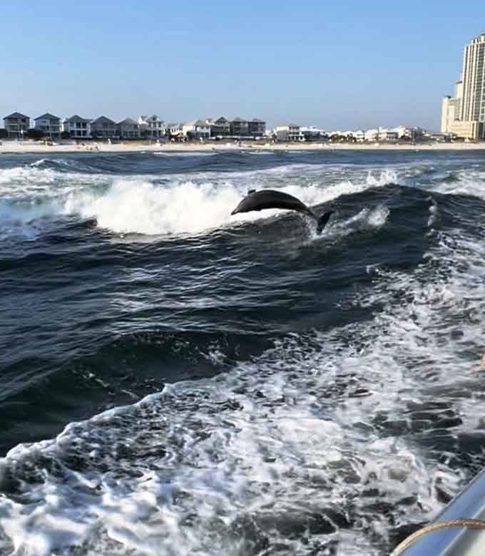 That moment when a dolphin rides your wake feels like nature's way of saying hello right back.
