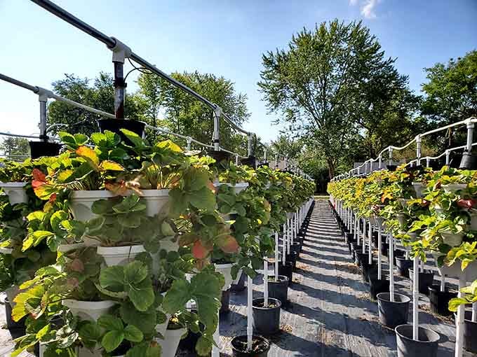 Rows of strawberry plants stretching toward the horizon like nature's assembly line, except everything here tastes infinitely better.