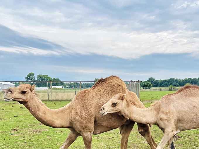 These desert dwellers have adapted remarkably well to Indiana life, strutting across green grass like they own the entire Midwest plains.