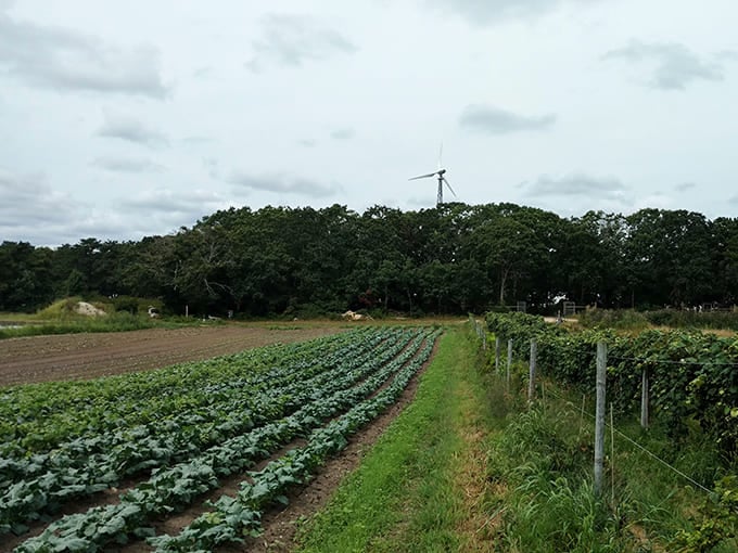 Farm rows stretch toward the horizon, growing the kind of produce that makes grocery store tomatoes weep.