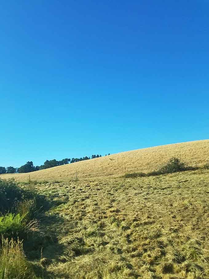Golden hills roll under blue skies, proving Oregon's beauty extends far beyond the evergreen postcards.