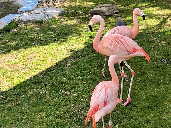 Flamingos standing on one leg make it look effortless, unlike your last yoga class attempt.