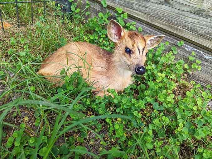This tiny deer hiding in the grass is basically playing the world's cutest game of hide-and-seek.