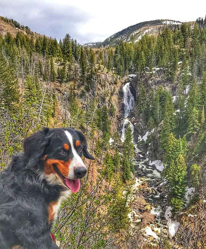 Even four-legged hikers appreciate a good waterfall view, though they're probably more interested in the squirrels nearby.