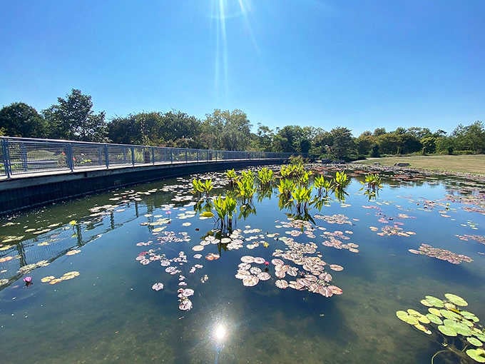 Water lilies floating peacefully, creating a scene Monet would've set up his easel for immediately.
