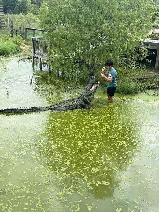 Casually hand-feeding a massive alligator like you're tossing treats to a golden retriever, totally normal Tuesday.