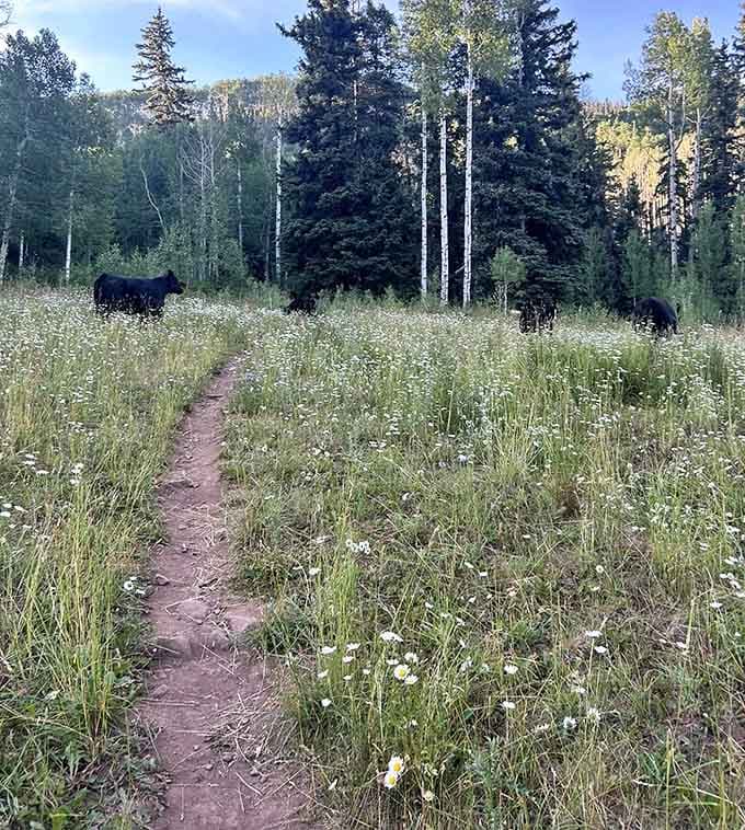 The trail leading to this treasure is easy enough for anyone, no mountaineering degree required for entry.