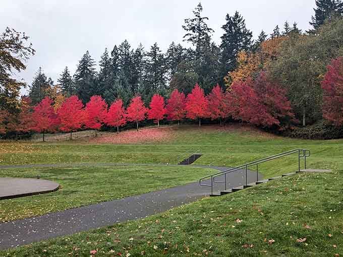 Sehmel Homestead Park's autumn maples blaze red like nature decided to throw its own fireworks display instead.
