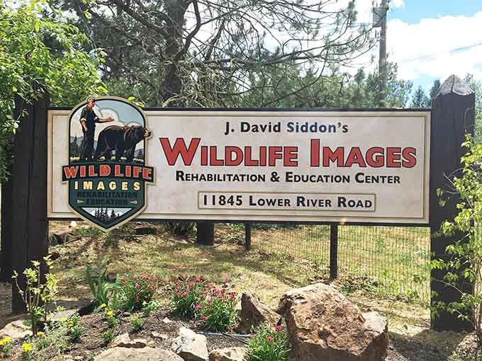 Wildlife Images Rehabilitation Center is where injured animals get a second chance, and visitors leave with a bigger heart.
