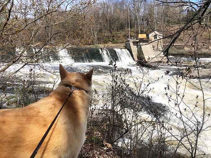 Even dogs know a good view when they see one, clearly more cultured than expected.
