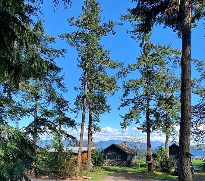 Towering evergreens frame vintage cabins in a scene so quintessentially Northwest, you'll swear you're in a postcard come alive.