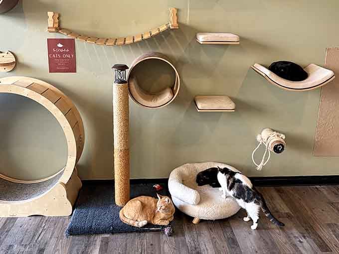 Cats claiming their territory on climbing shelves, living their absolute best lives while awaiting forever homes here.