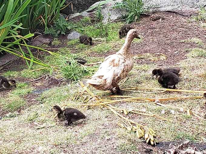 Even the ducks get in on the action, waddling around like they own the place and honestly, who's arguing?