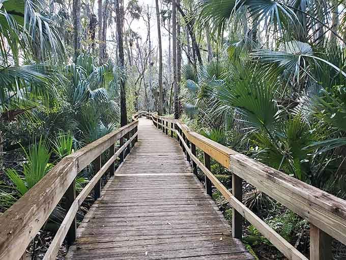 This boardwalk cuts through palmetto jungle like a wooden highway to tranquility and spectacular photo opportunities.