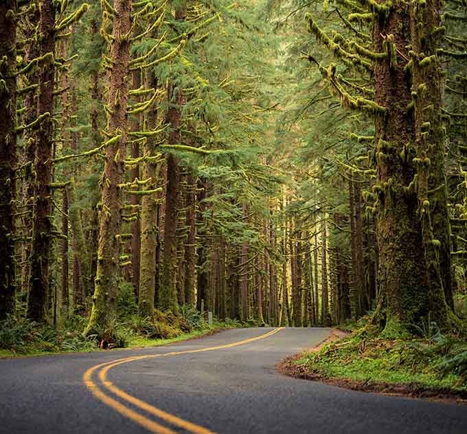 The road winds through moss-covered corridors where every turn reveals another impossibly green scene to admire.