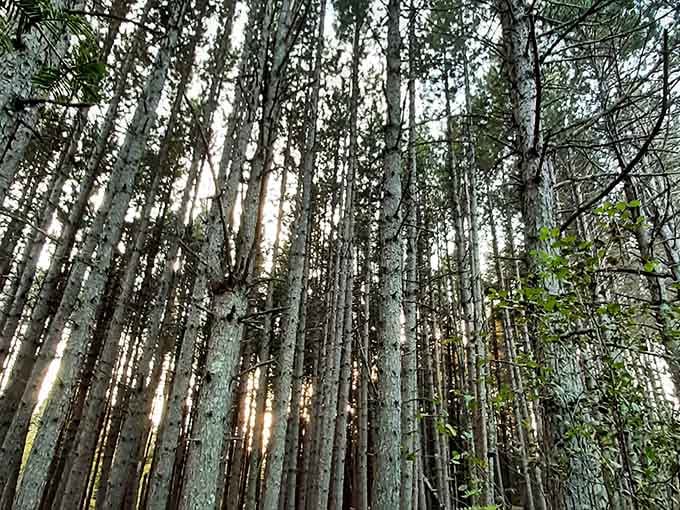 Sunlight filtering through the boreal forest creates a cathedral effect that inspires quiet reverence and wonder.