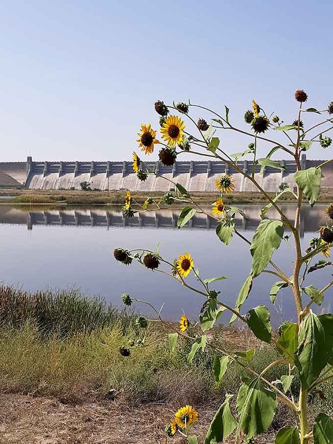 Wild sunflowers frame the dam like nature hired a professional photographer to arrange this perfect shot deliberately.
