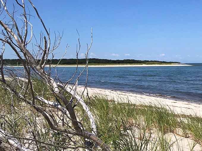 Weathered trees and beach grass create that classic Cape Cod look you see in paintings.