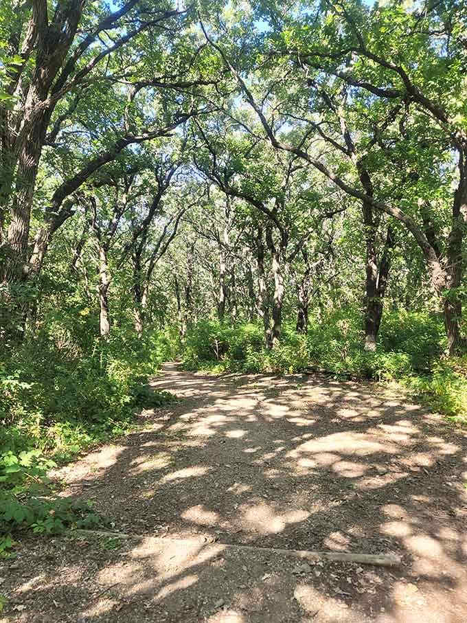 Dappled sunlight dances across the trail where oak branches create a natural cathedral ceiling above.