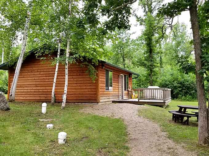 That cozy cabin nestled among birch trees whispers promises of s'mores, stargazing, and seriously good sleep tonight.