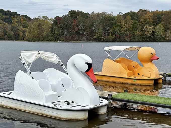 Swan and duck pedal boats waiting to make you feel like a kid again, dignity optional.