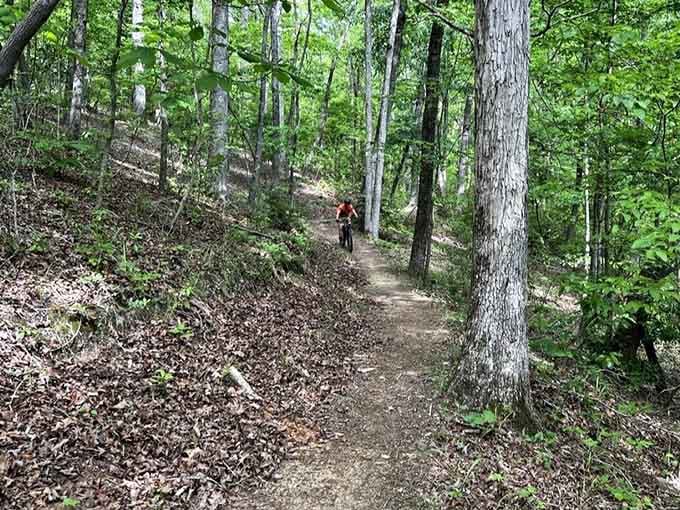 Forest paths that make you feel like you've discovered Narnia, minus the talking animals and evil witches thankfully.