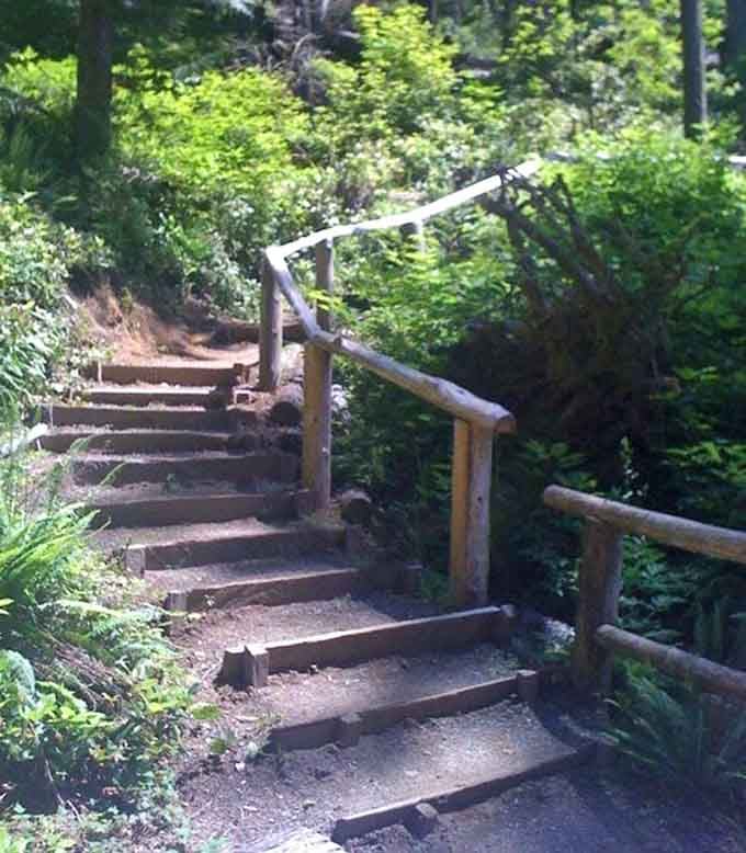 These rustic wooden steps wind upward through ferns, promising adventure around every mossy corner ahead.