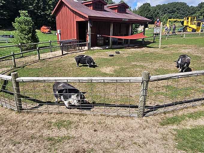 The pigs lounge around their spacious pen, living their best barnyard life while visitors marvel at their surprisingly chill demeanor.