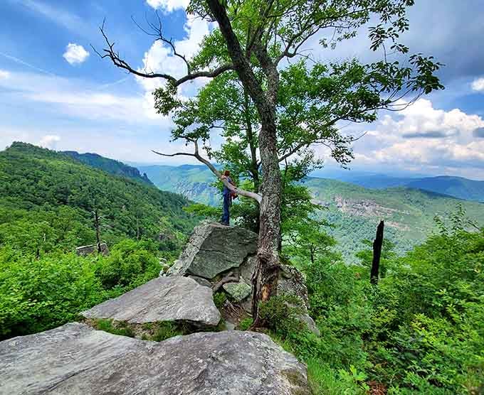 A lone tree clings to the rocks, proving that determination and good roots can thrive in the most dramatic places.
