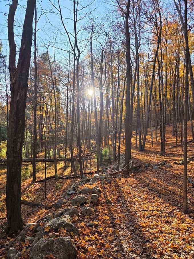 Sunlight filtering through fall foliage creates that perfect hiking moment when you forget you're technically still exercising.