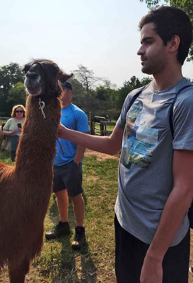 That moment when you realize your llama hiking partner has better people skills than most humans.