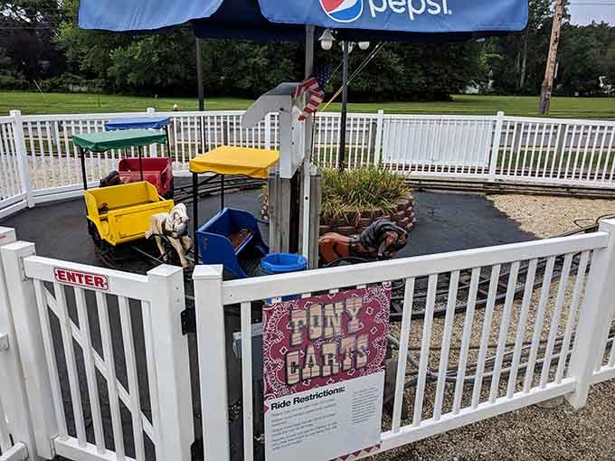 These vintage pony carts offer the kind of low-tech entertainment that somehow never goes out of style with the under-ten crowd.