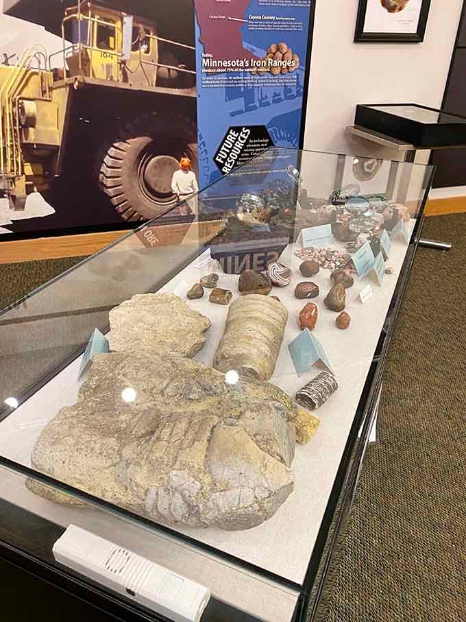 Ancient fossils and minerals displayed like treasures, because that's exactly what they are after waiting millions of years.