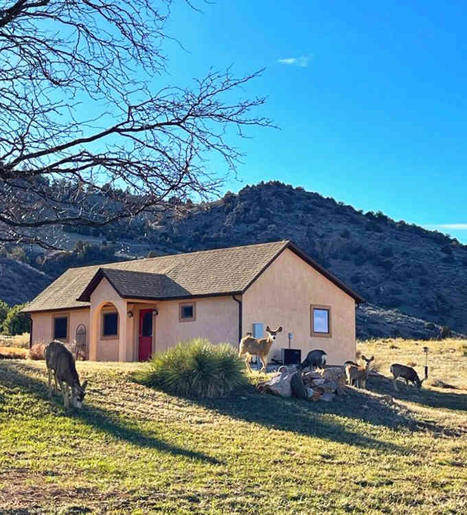 Local wildlife shares the park peacefully, adding authentic Colorado charm to your castle adventure.