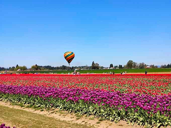 Spring transforms the valley into nature's most spectacular paint spill, attracting hot air balloons too.