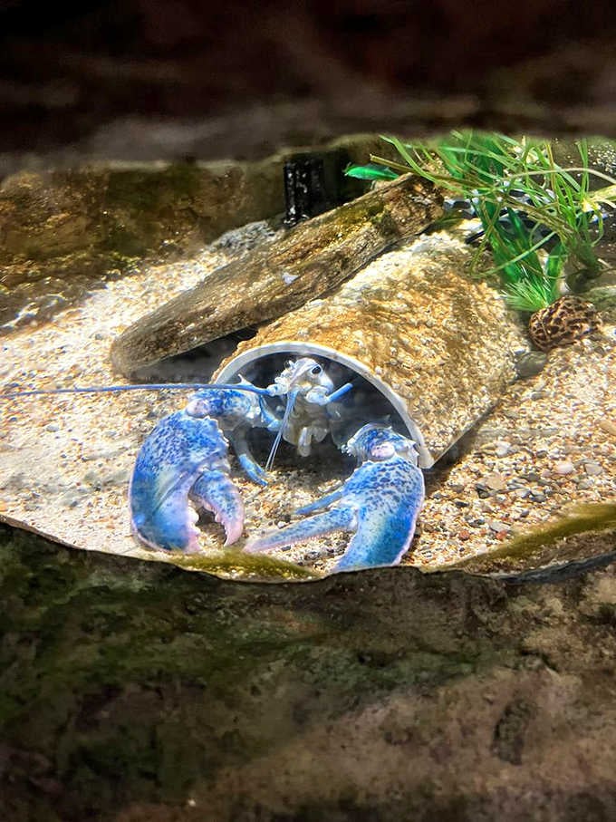 That electric blue crayfish isn't Photoshopped &ndash; nature really did create something this brilliantly colored, proving reality beats fiction every time.