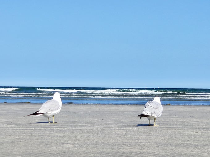 These gulls have claimed the best seats in the house, and honestly, who can blame them for it?