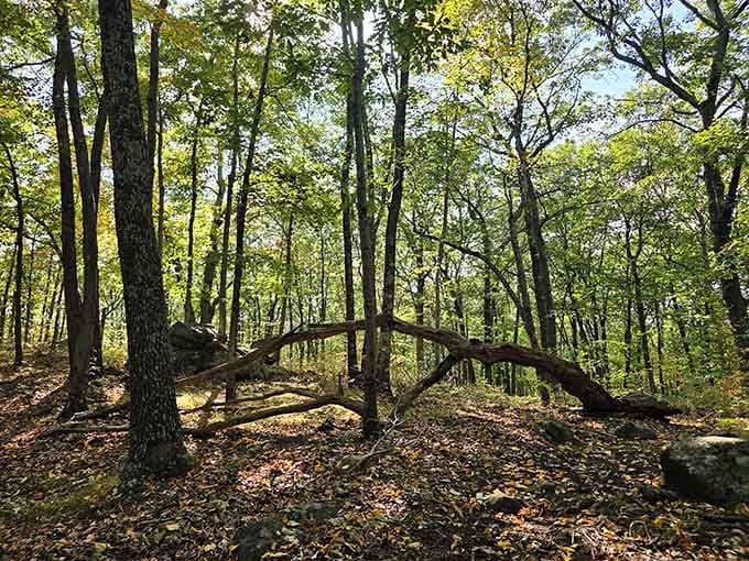Sunlight filters through towering trees along trails where the only admission fee is your willingness to lace up walking shoes.