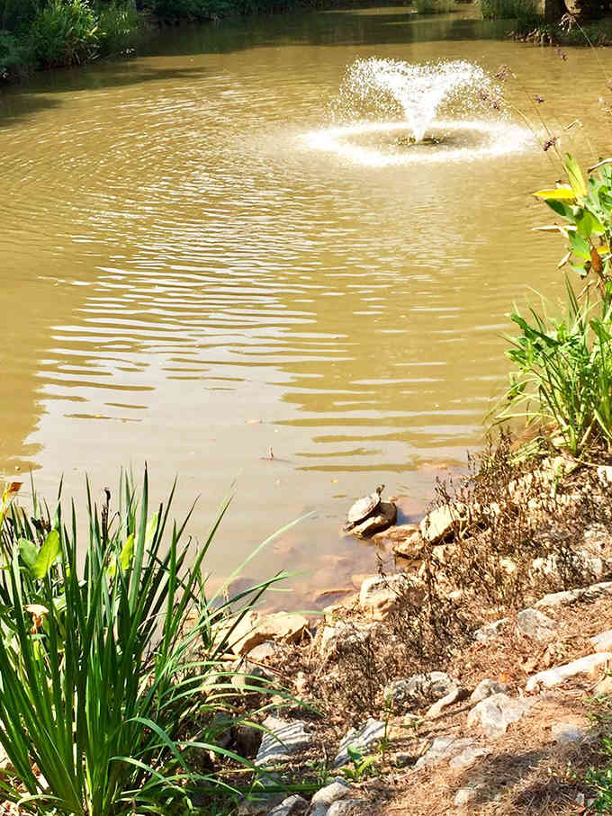 A peaceful pond with fountain adds zen garden vibes to this dog park, because even chaos needs ambiance.
