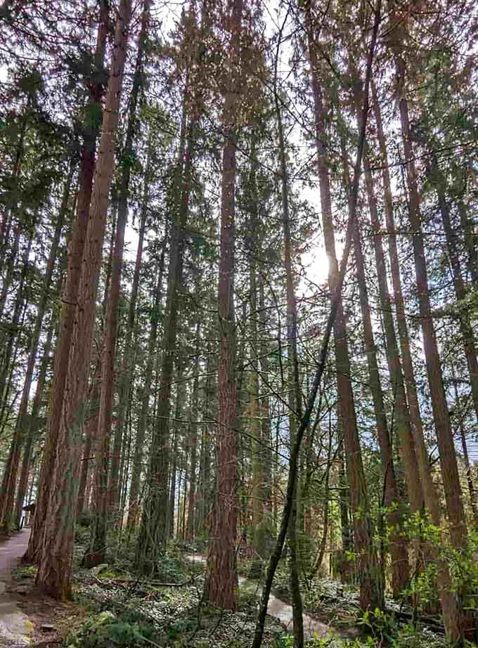 Sunlight filters through the canopy creating that magical dappled effect that photographers dream about and squirrels take for granted.