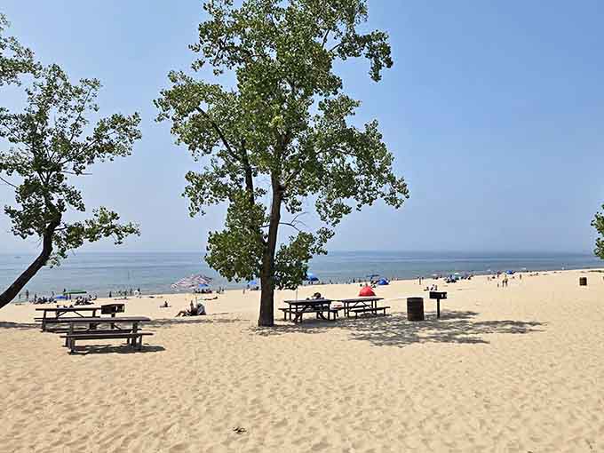 Mature trees providing natural shade on the beach, a rare luxury that makes this spot extra special.